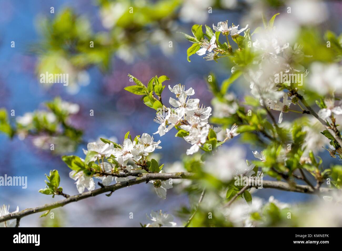 Flora in Poland Stock Photo - Alamy