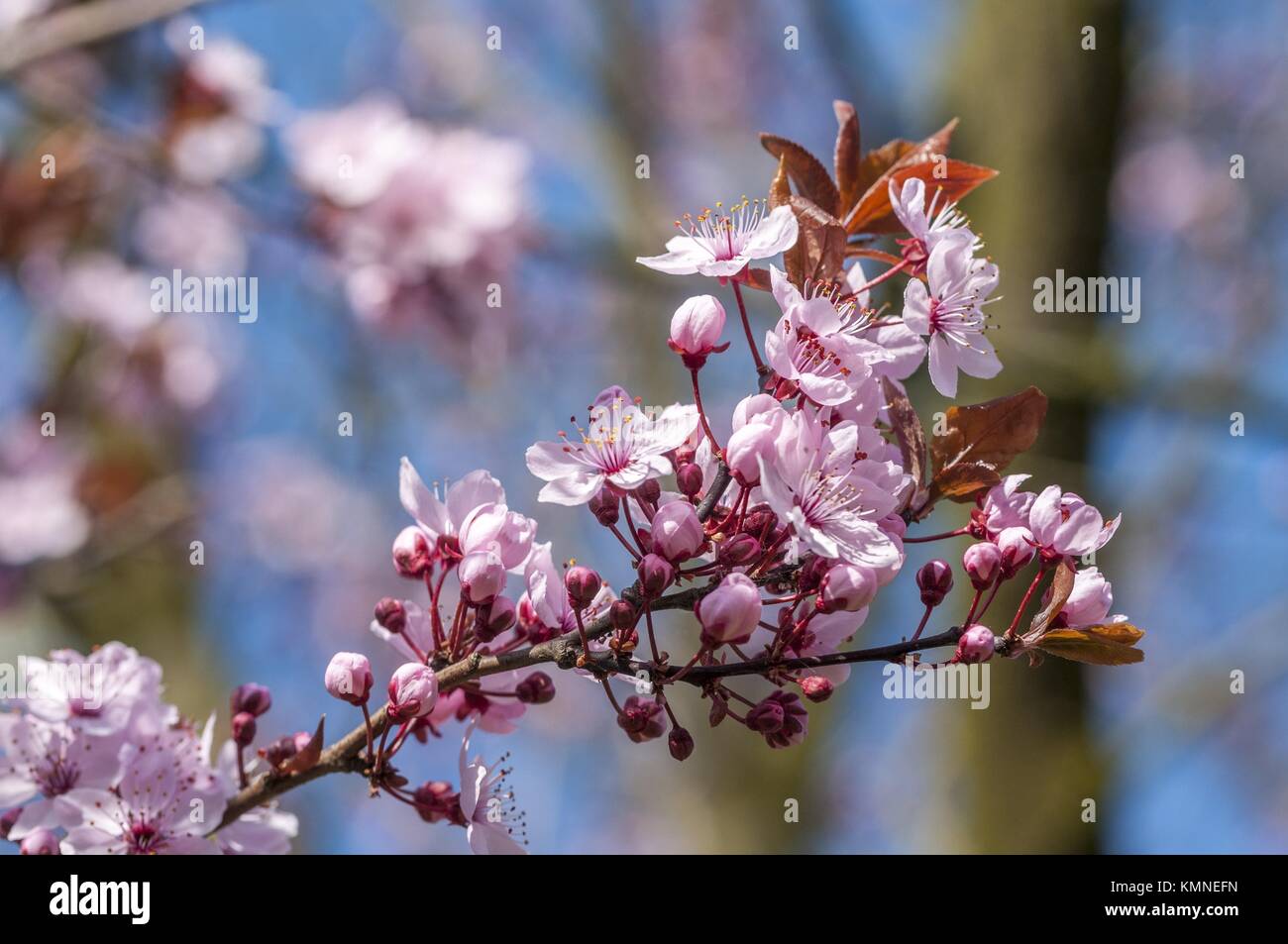 Flora in Poland Stock Photo - Alamy