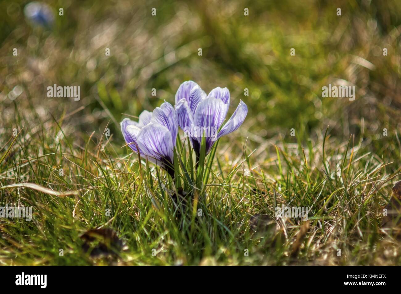 Flora in Poland Stock Photo - Alamy