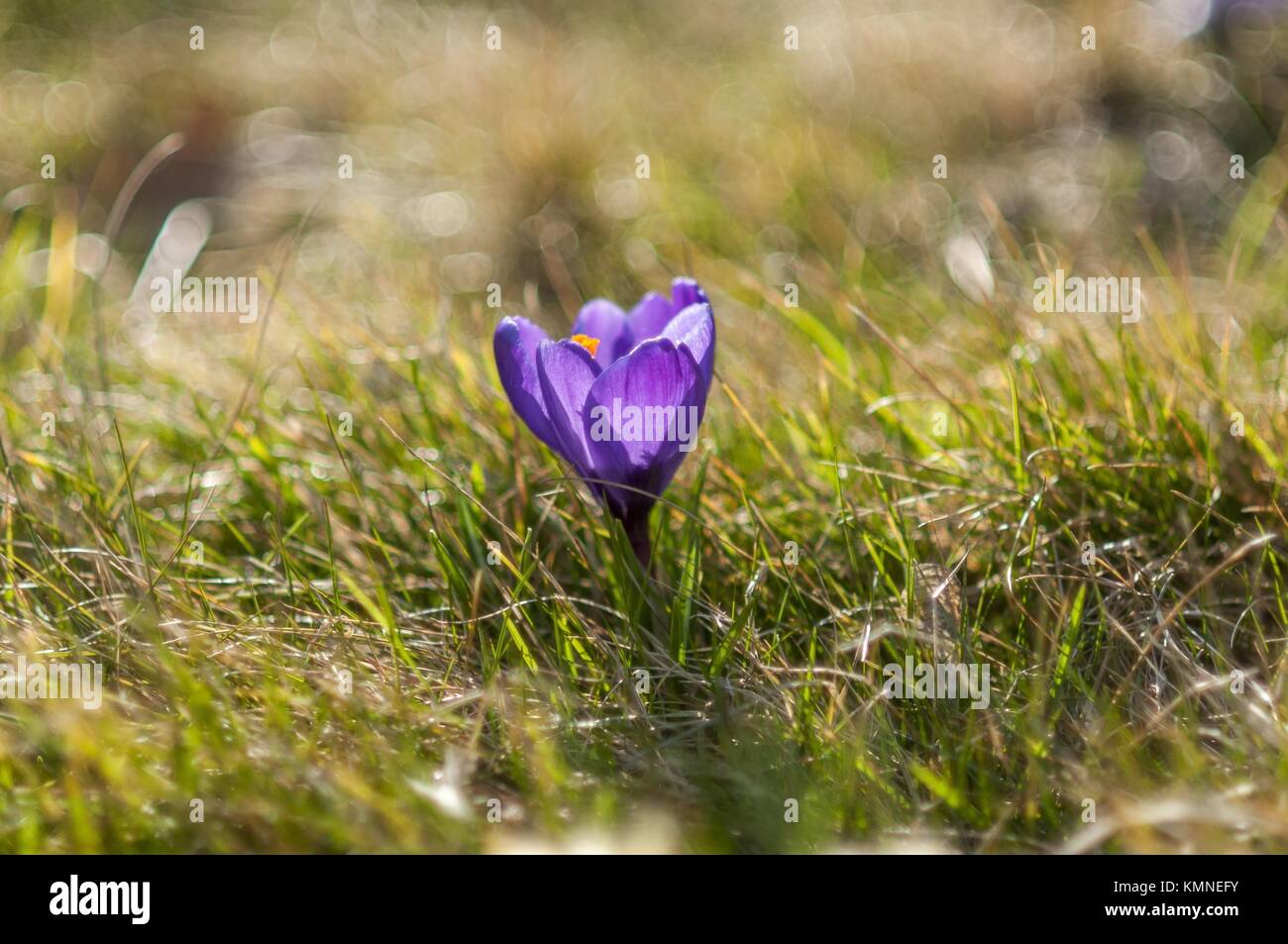 Flora in Poland Stock Photo - Alamy