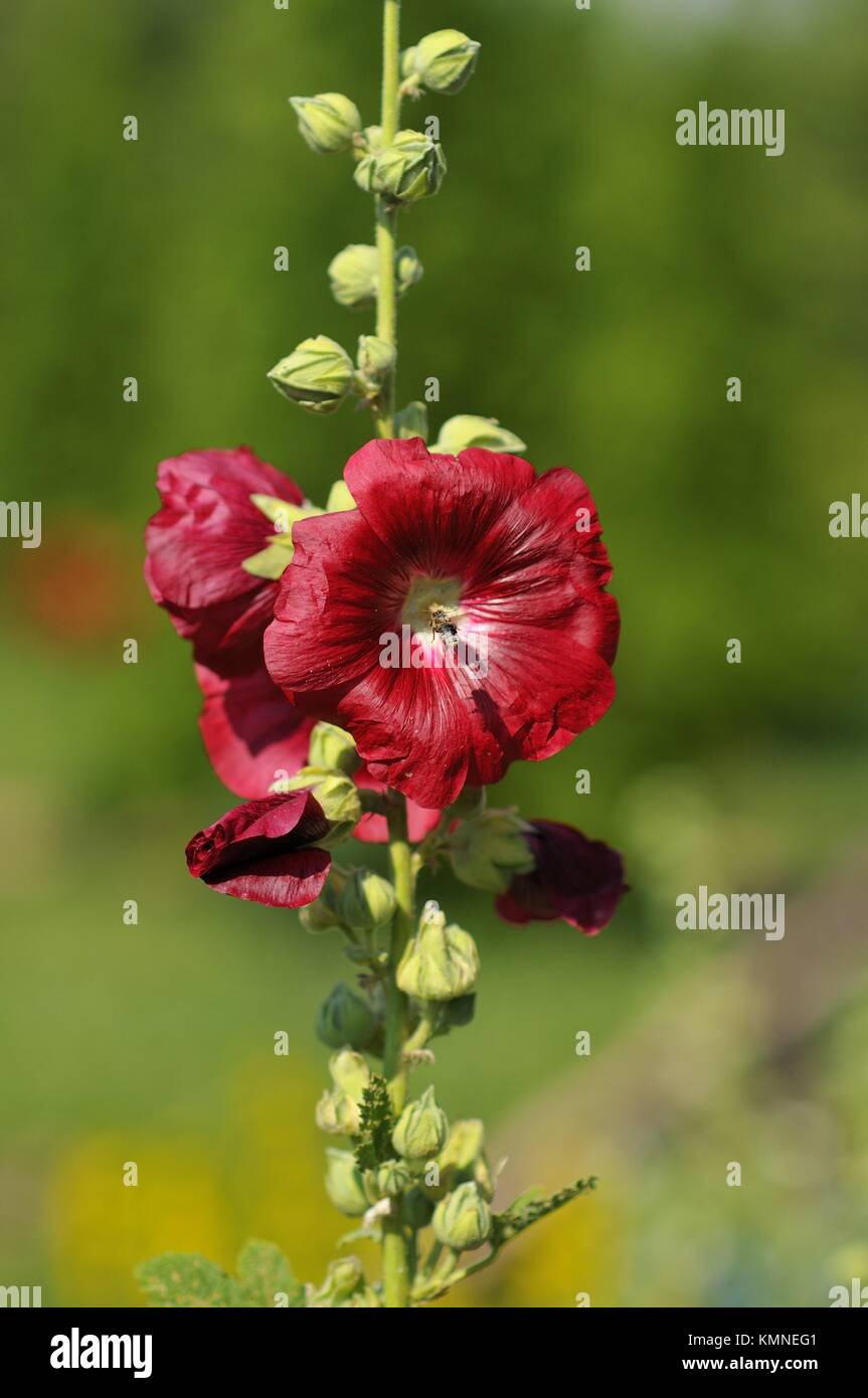 Flora in Poland Stock Photo - Alamy