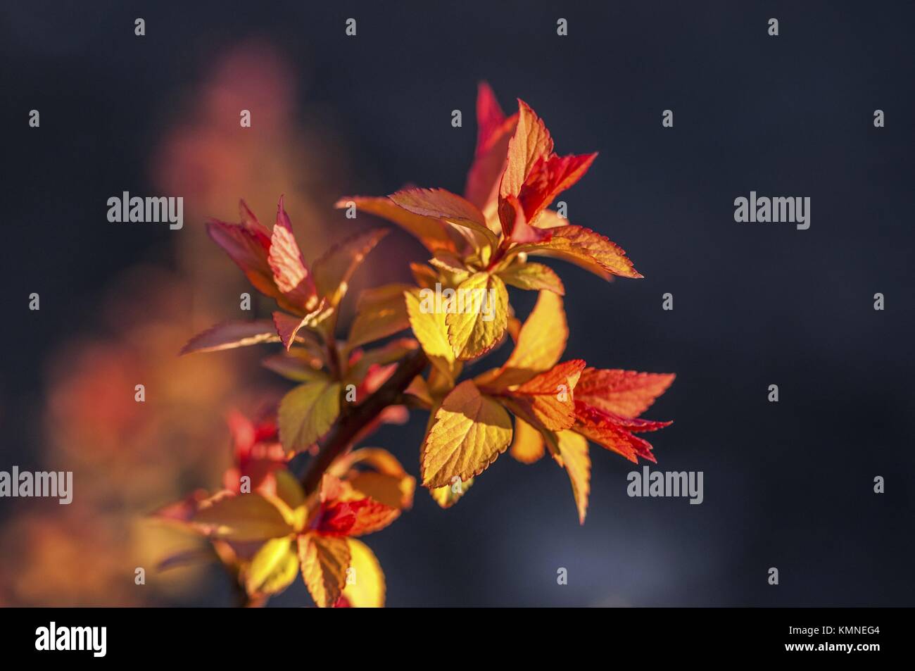 Flora in Poland Stock Photo - Alamy