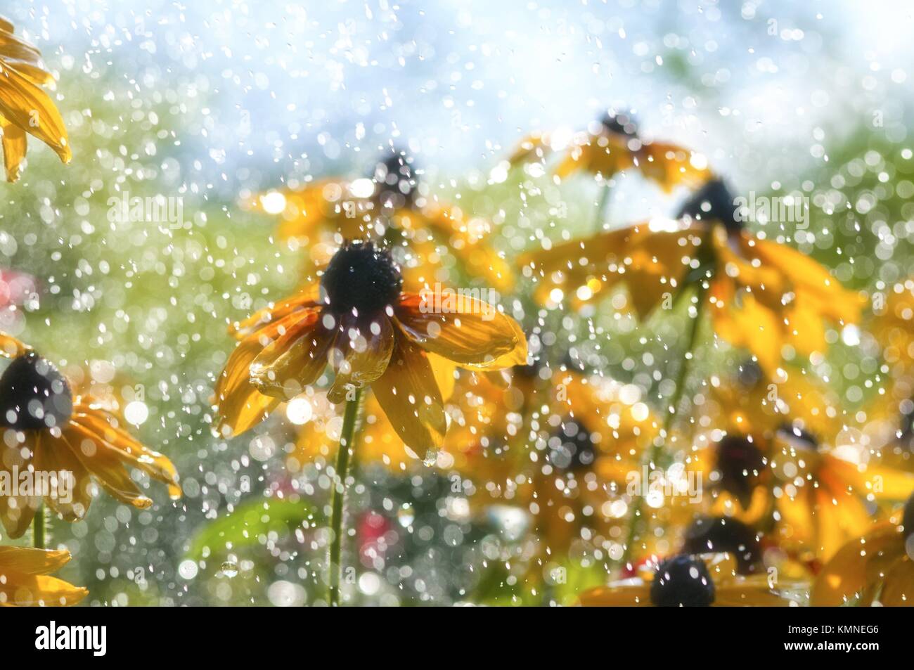 Flora in Poland Stock Photo - Alamy