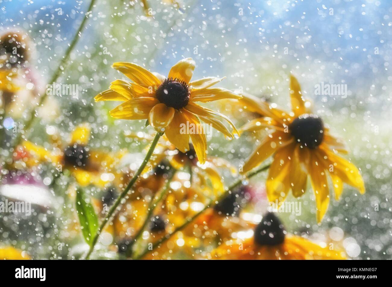 Flora in Poland Stock Photo - Alamy