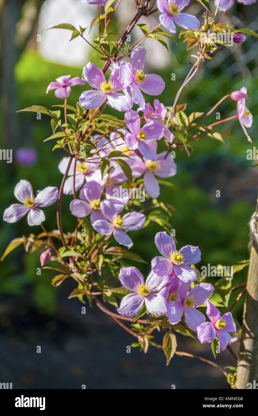 Flora in Poland Stock Photo - Alamy