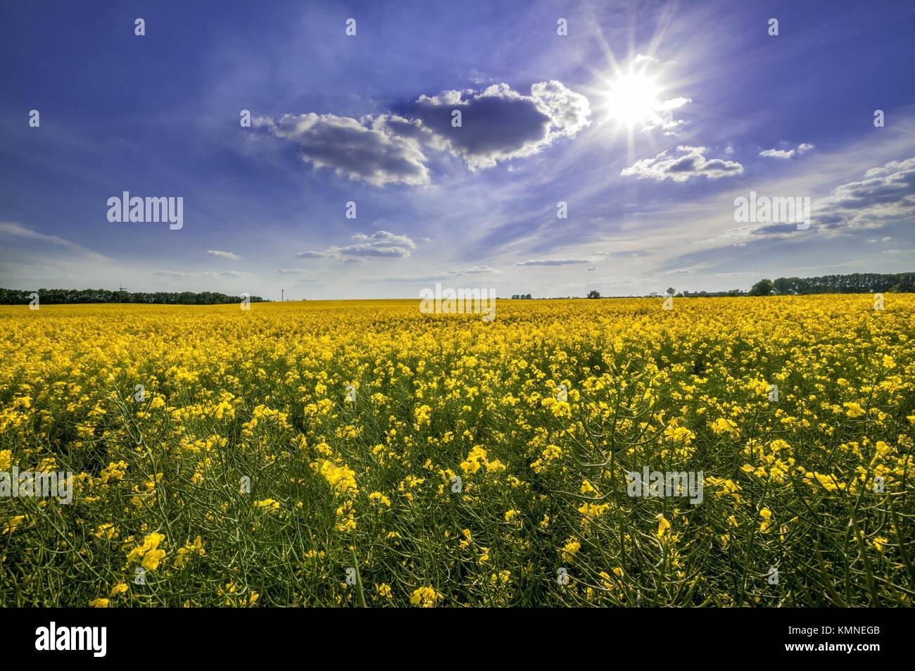 Flora in Poland Stock Photo - Alamy