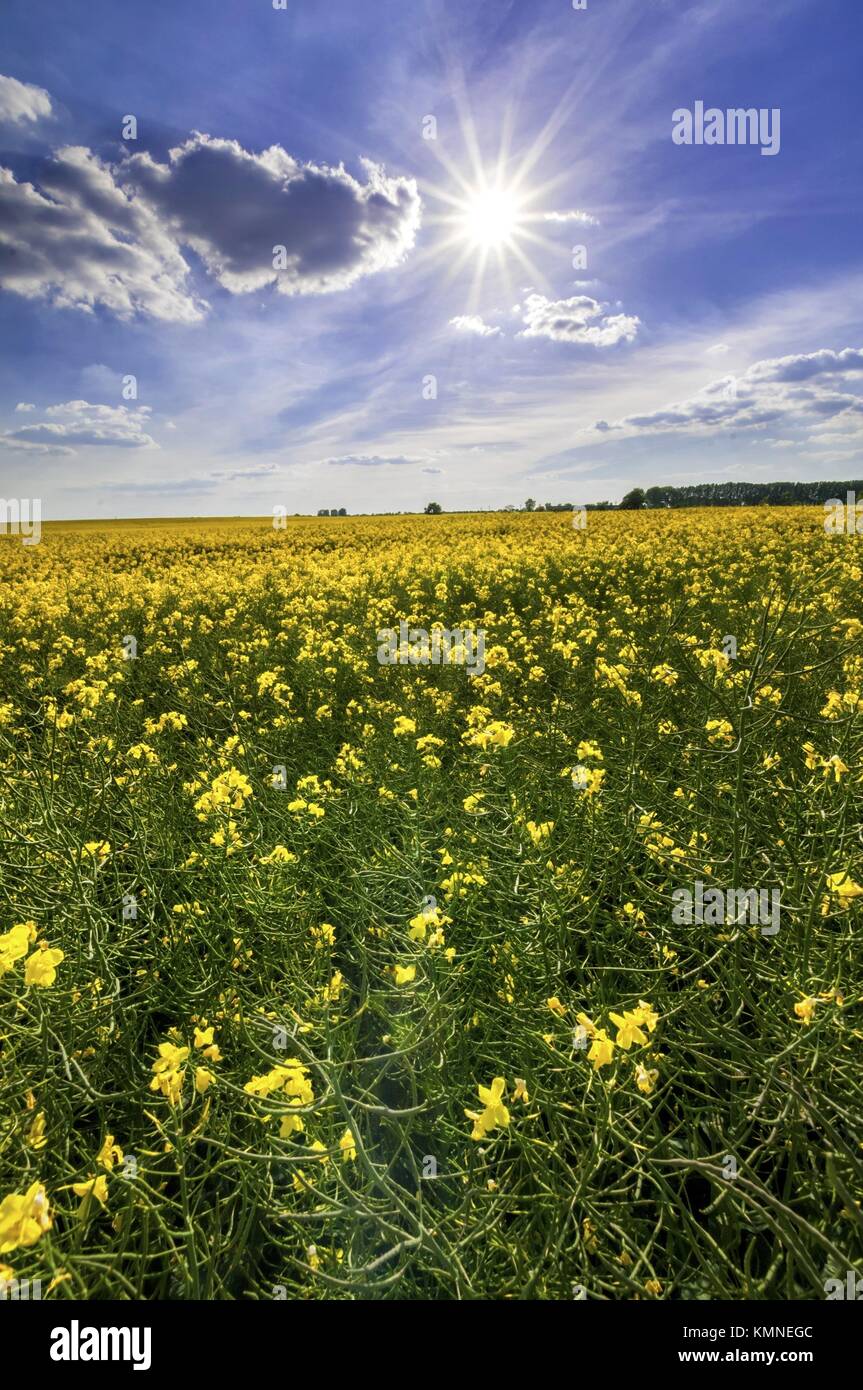 Flora in Poland Stock Photo - Alamy