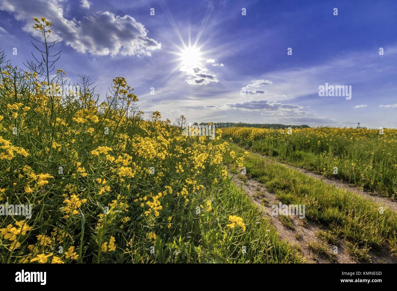 Flora in Poland Stock Photo - Alamy
