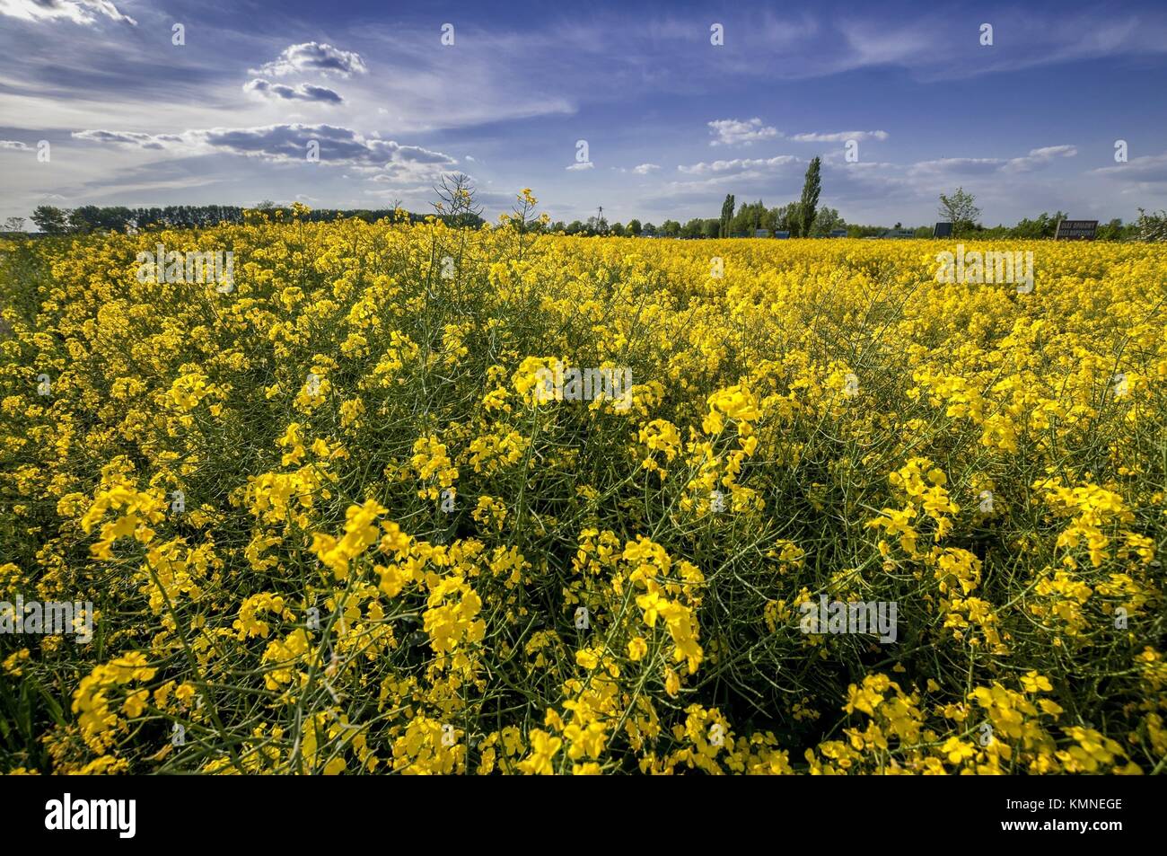 Flora in Poland Stock Photo - Alamy