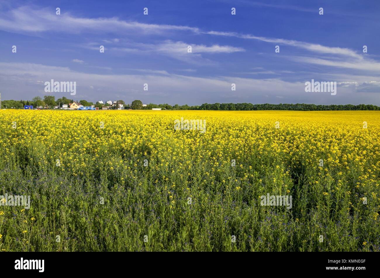 Flora in Poland Stock Photo - Alamy