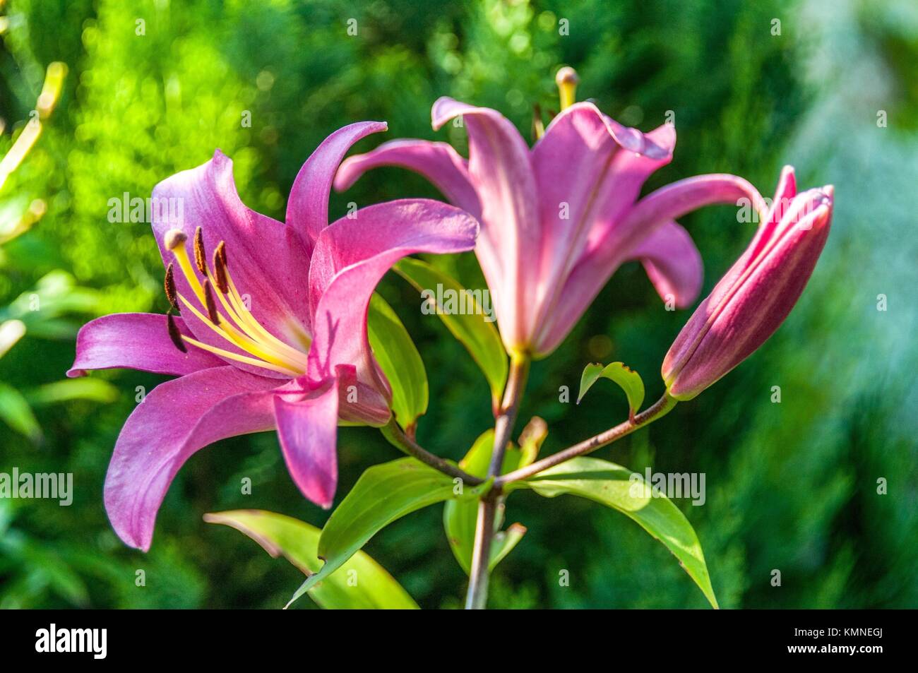 Flora in Poland Stock Photo - Alamy