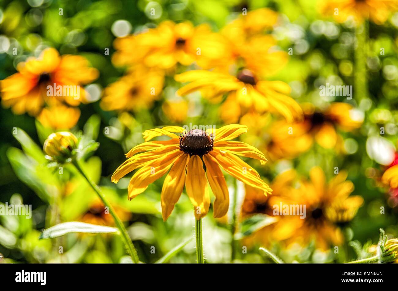 Flora in Poland Stock Photo - Alamy