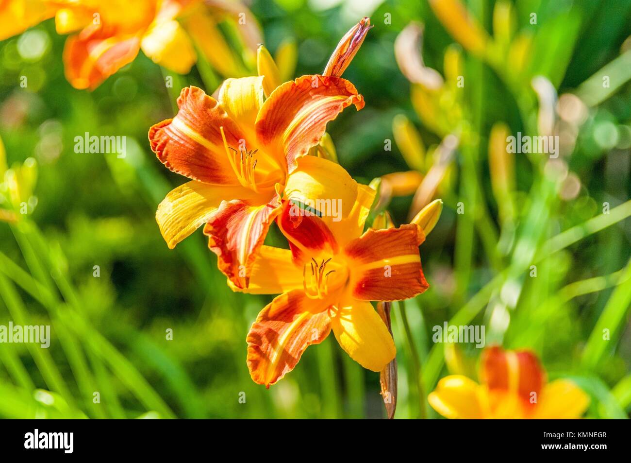 Flora in Poland Stock Photo - Alamy