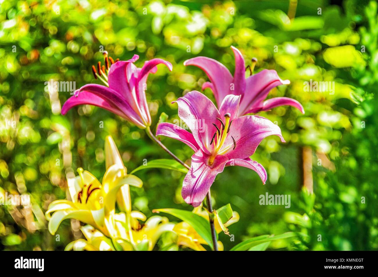 Flora in Poland Stock Photo - Alamy