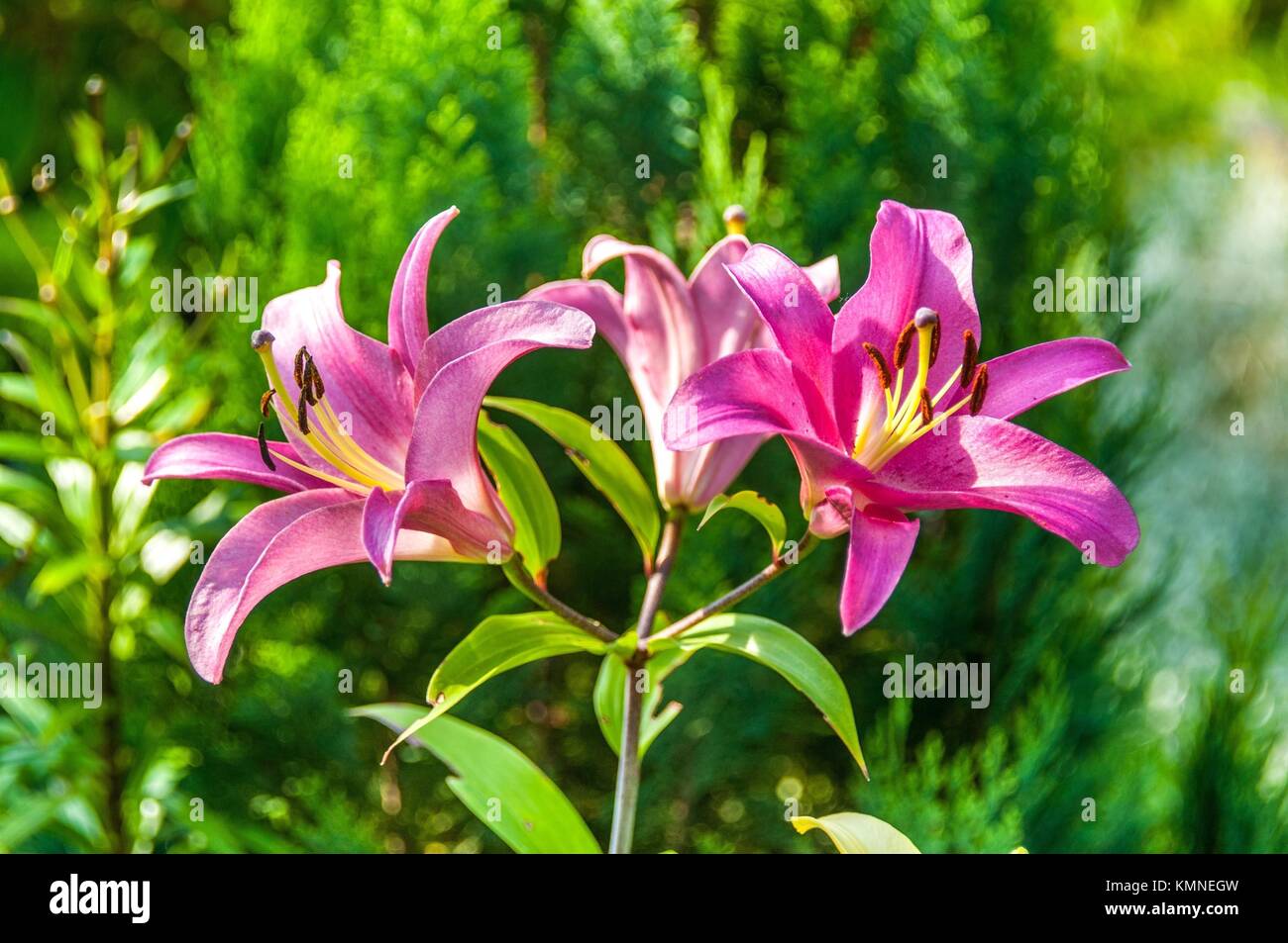 Flora in Poland Stock Photo - Alamy