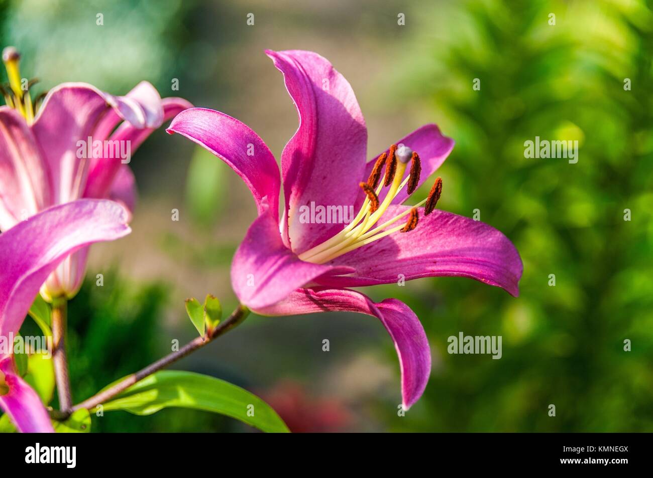 Flora in Poland Stock Photo - Alamy