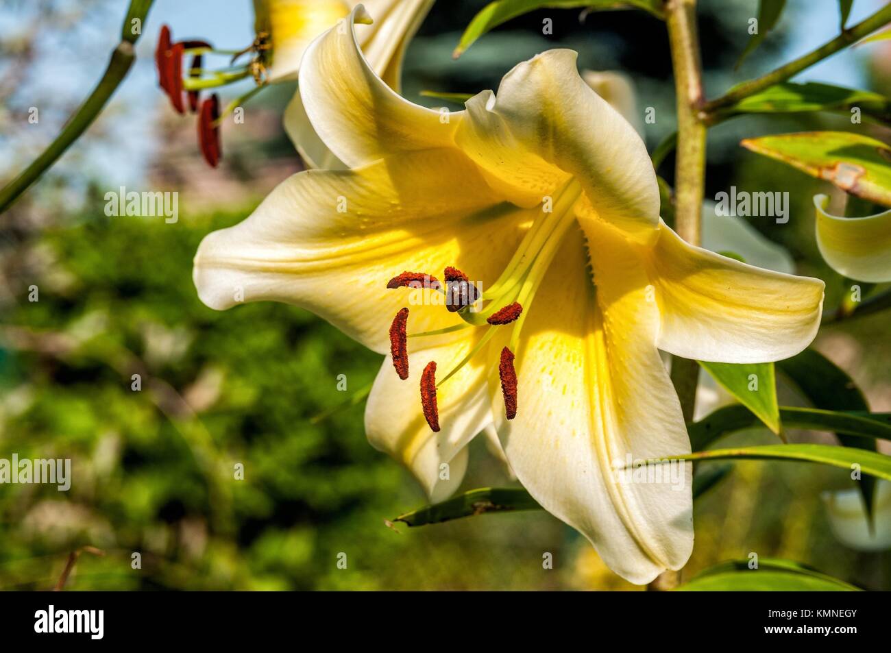 Flora in Poland Stock Photo - Alamy