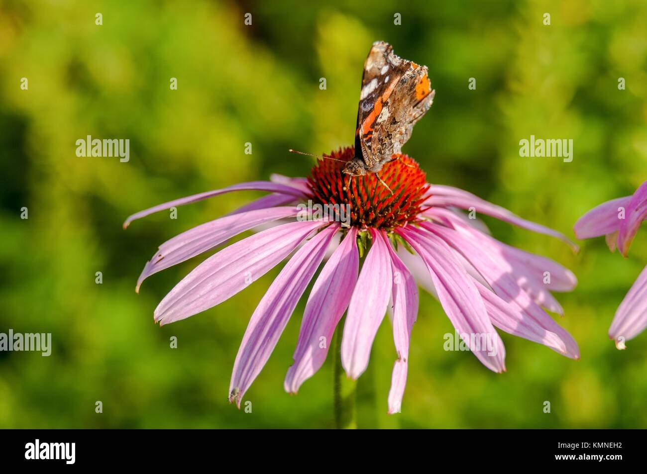 Flora in Poland Stock Photo - Alamy