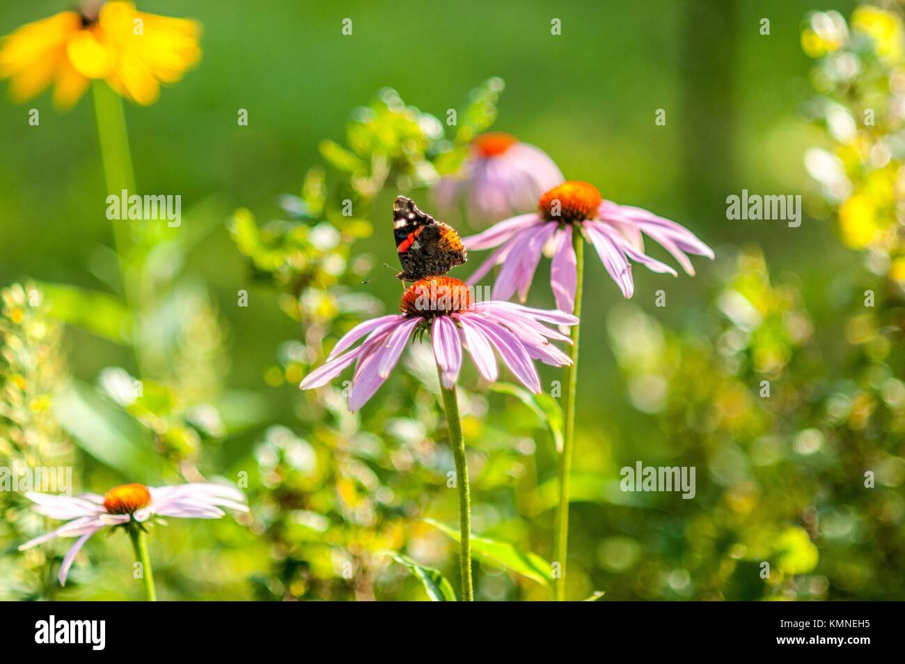 Flora in Poland Stock Photo - Alamy