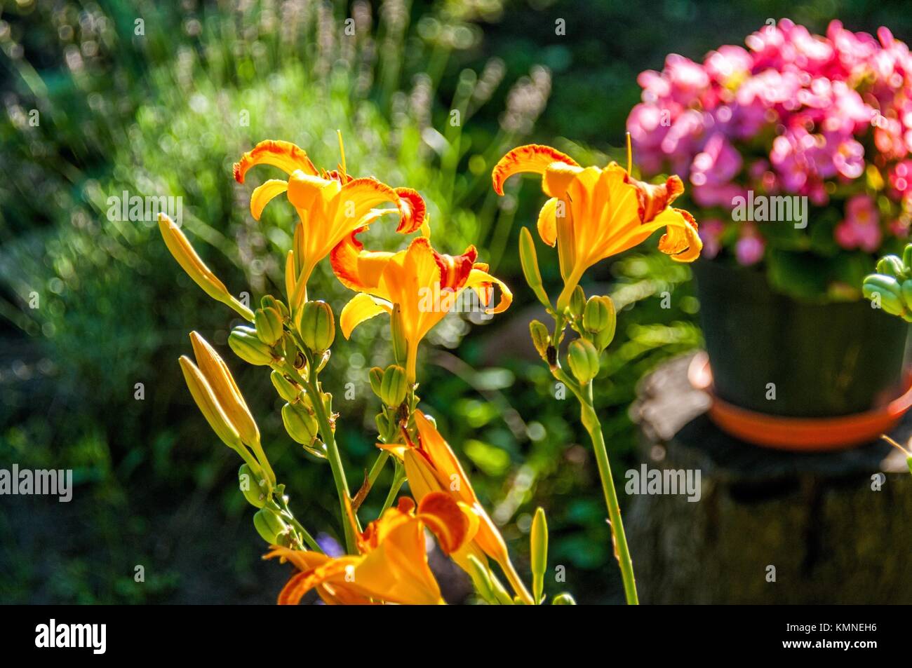 Flora in Poland Stock Photo - Alamy
