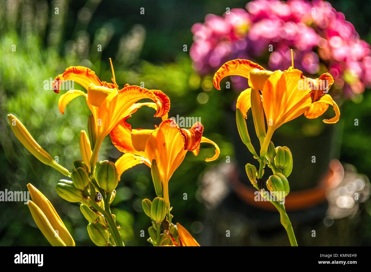 Flora in Poland Stock Photo - Alamy