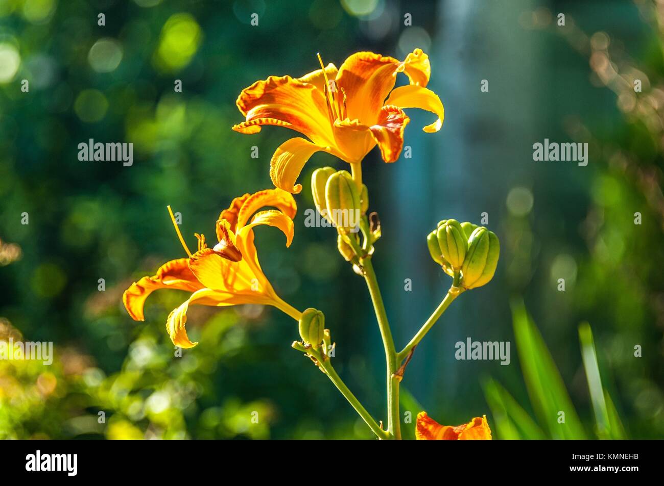 Flora in Poland Stock Photo - Alamy