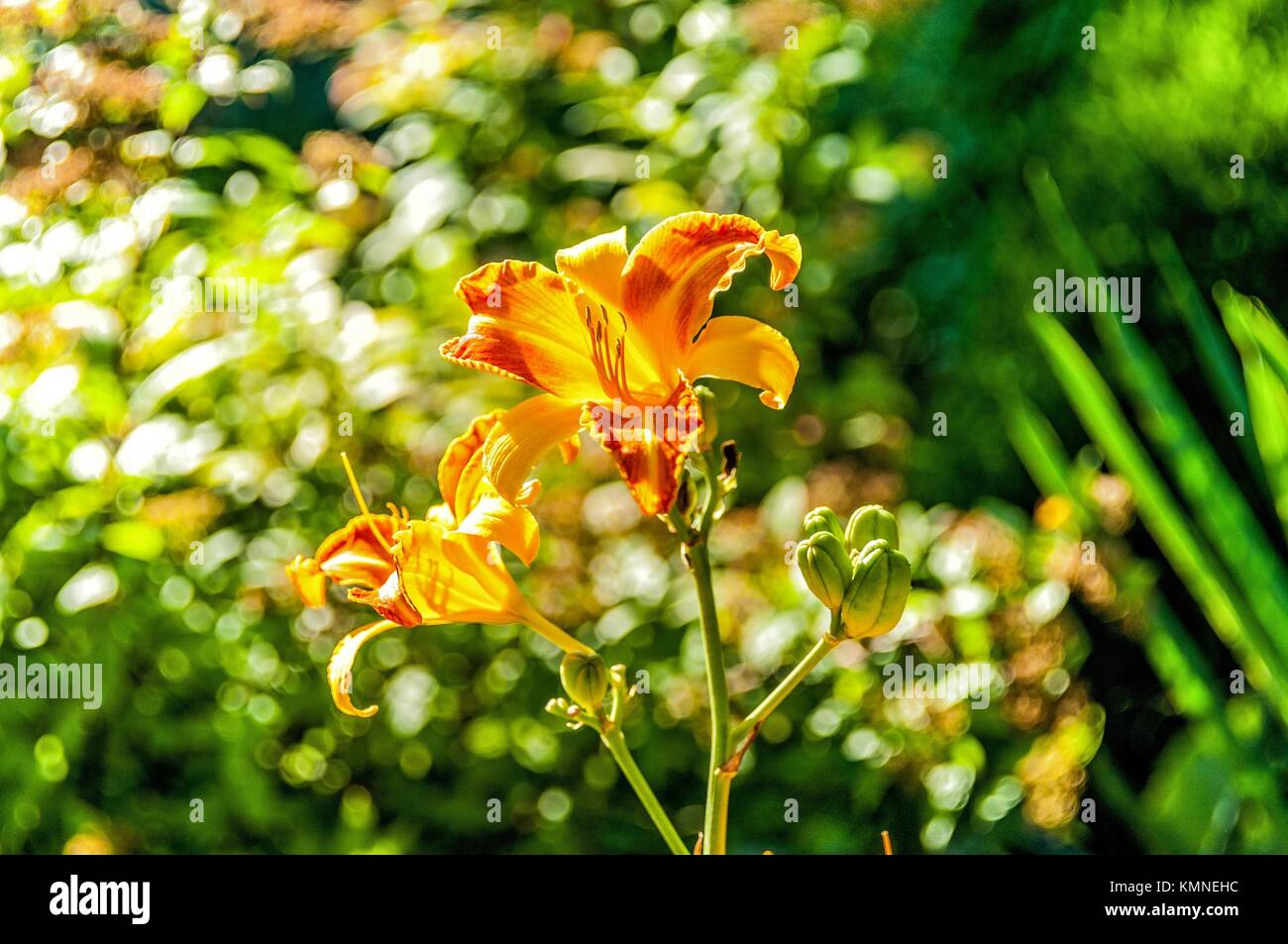 Flora in Poland Stock Photo - Alamy