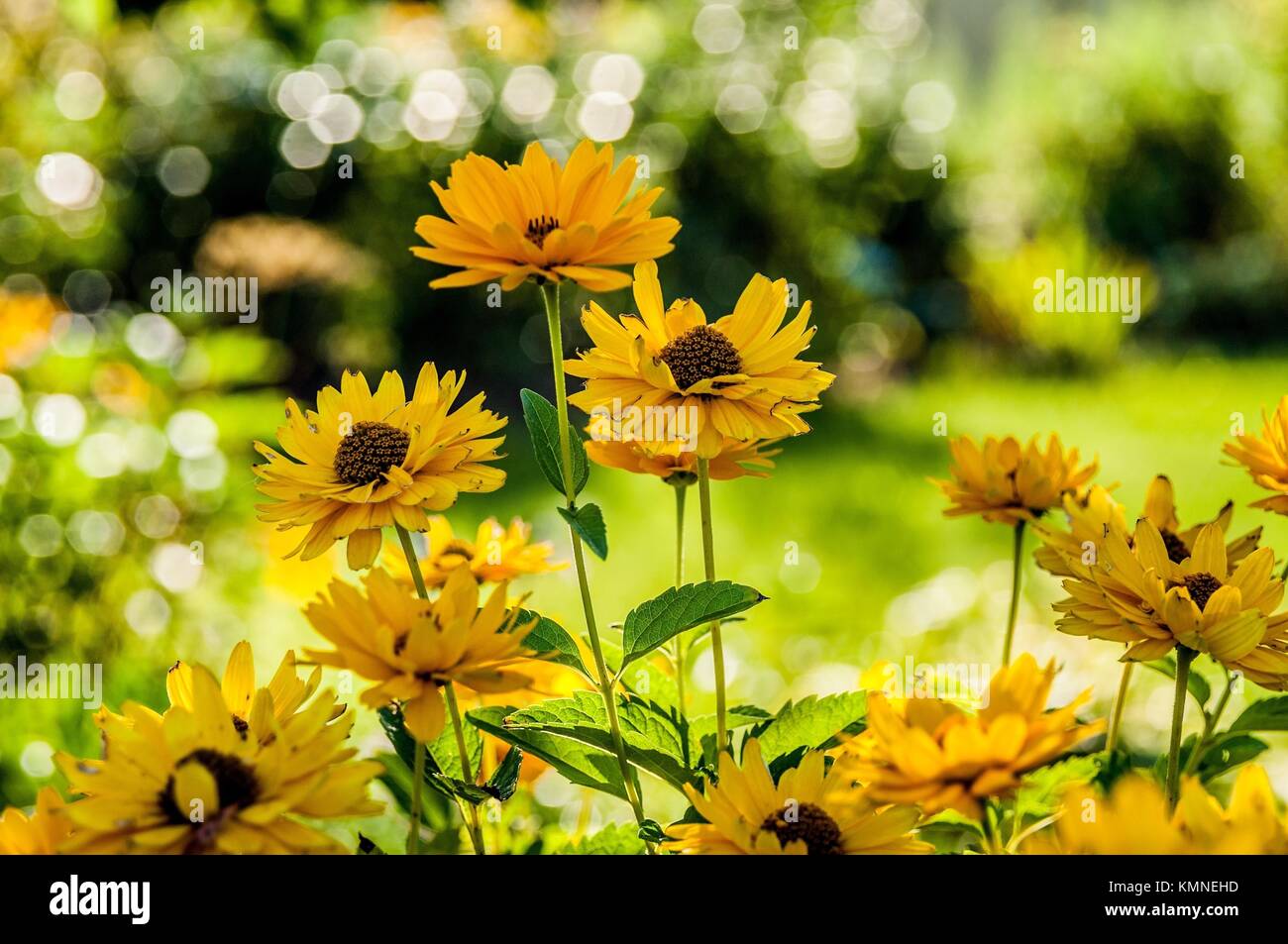 Flora in Poland Stock Photo - Alamy