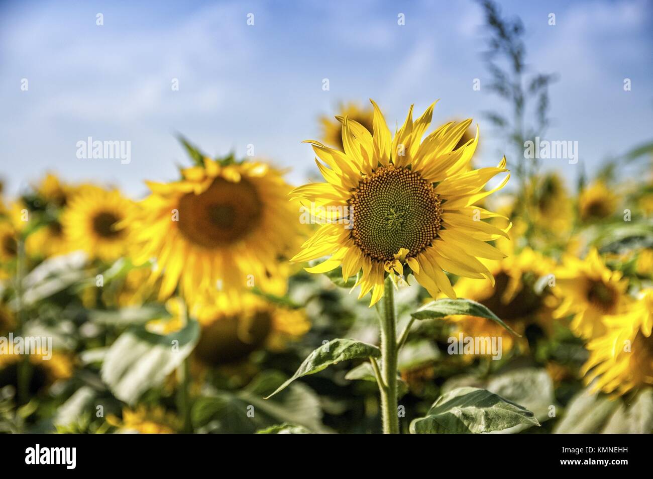 Flora in Poland Stock Photo - Alamy