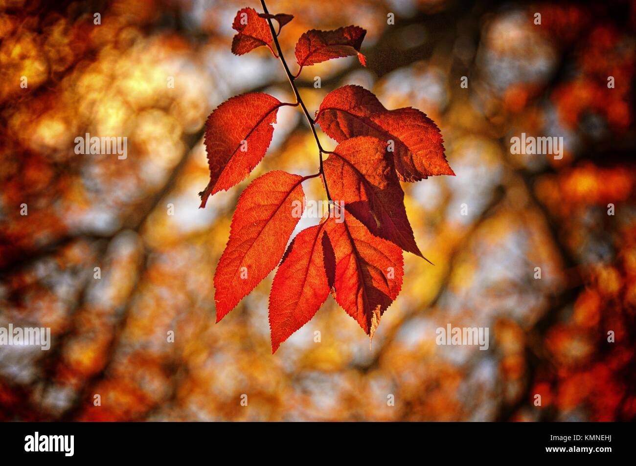 Flora in Poland Stock Photo - Alamy
