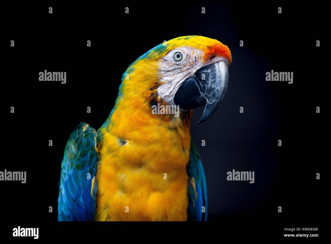 Captive Bird High Resolution Stock Photography and Images - Alamy