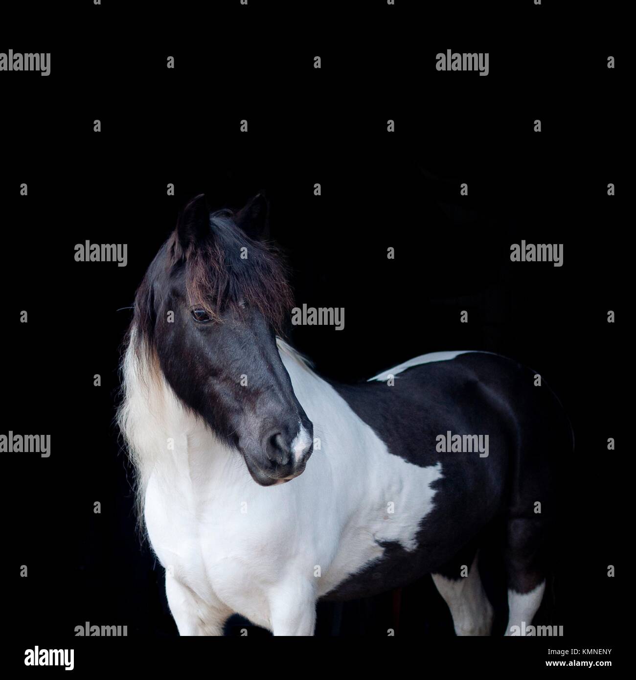 Pinto Horse High Resolution Stock Photography and Images - Alamy