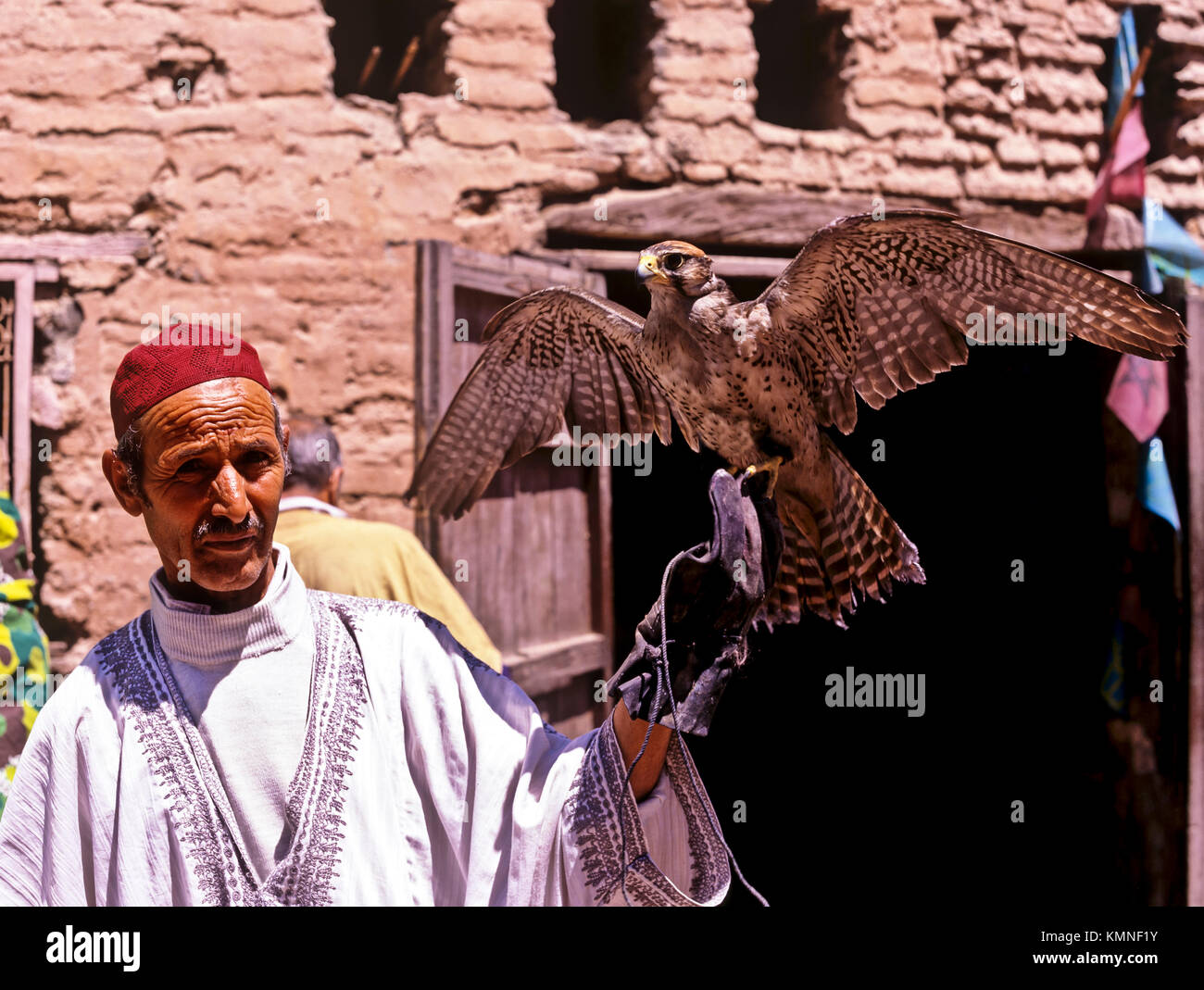 8762. Man with Hawk, Marrakesh, Morocco Stock Photo - Alamy