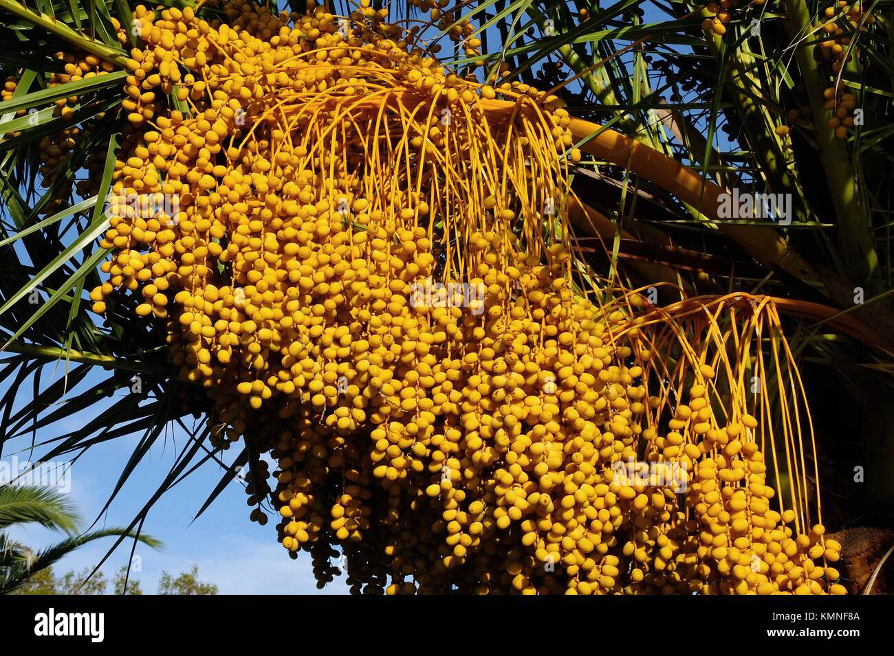 Date Palm Tree High Resolution Stock Photography and Images - Alamy