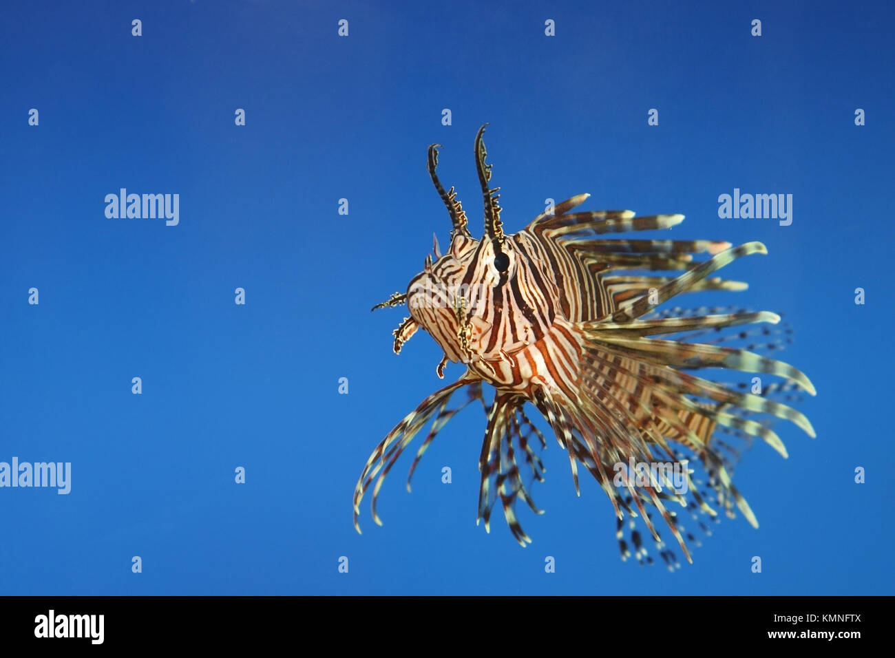Beautiful tropical small fish in a sea aquarium Stock Photo - Alamy