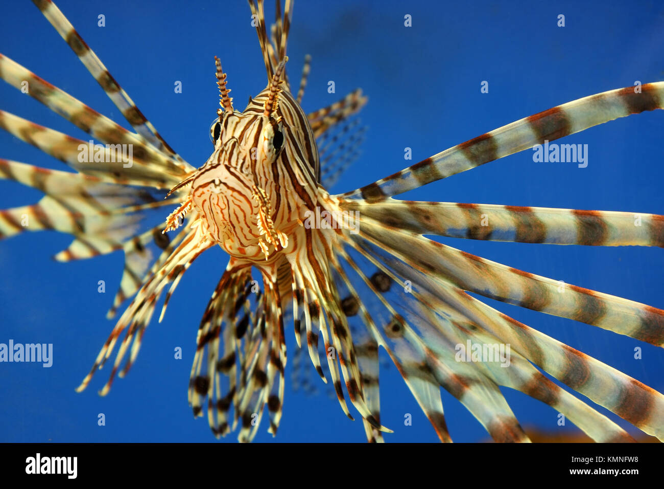 Beautiful tropical small fish in a sea aquarium Stock Photo - Alamy