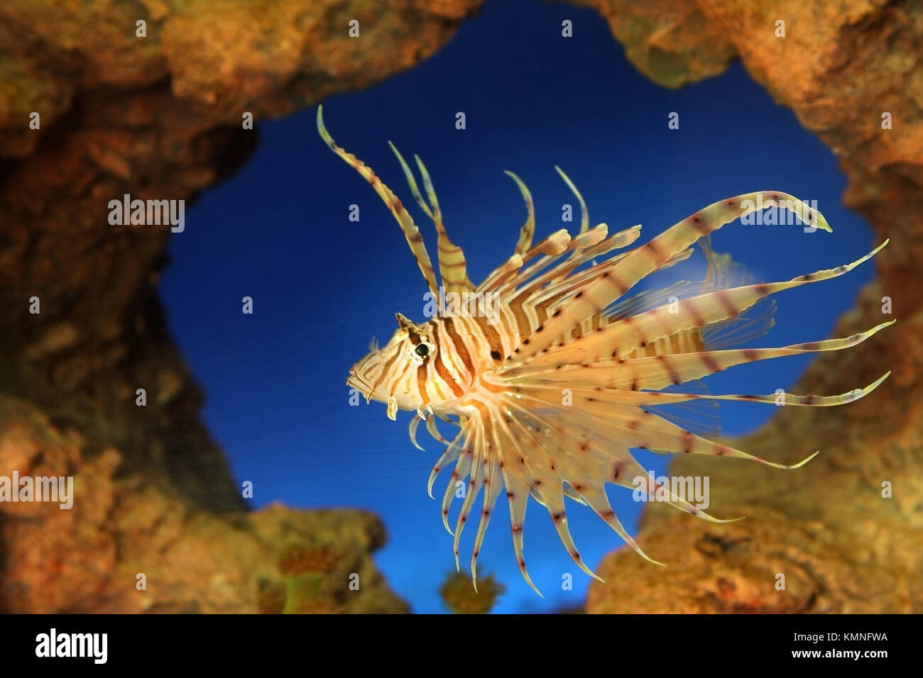 Beautiful tropical small fish in a sea aquarium Stock Photo - Alamy