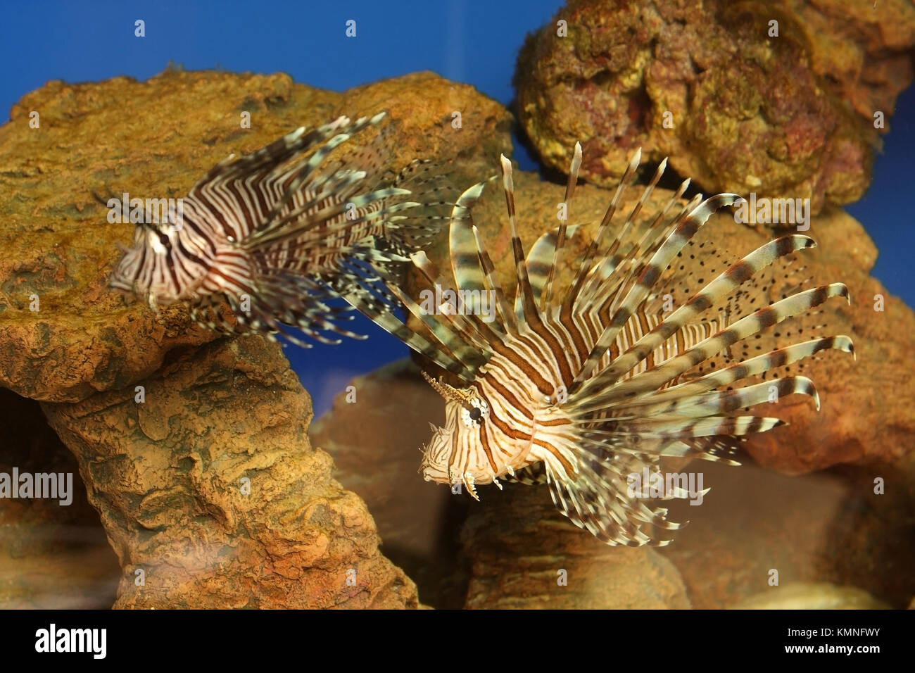 Beautiful tropical small fish in a sea aquarium Stock Photo - Alamy