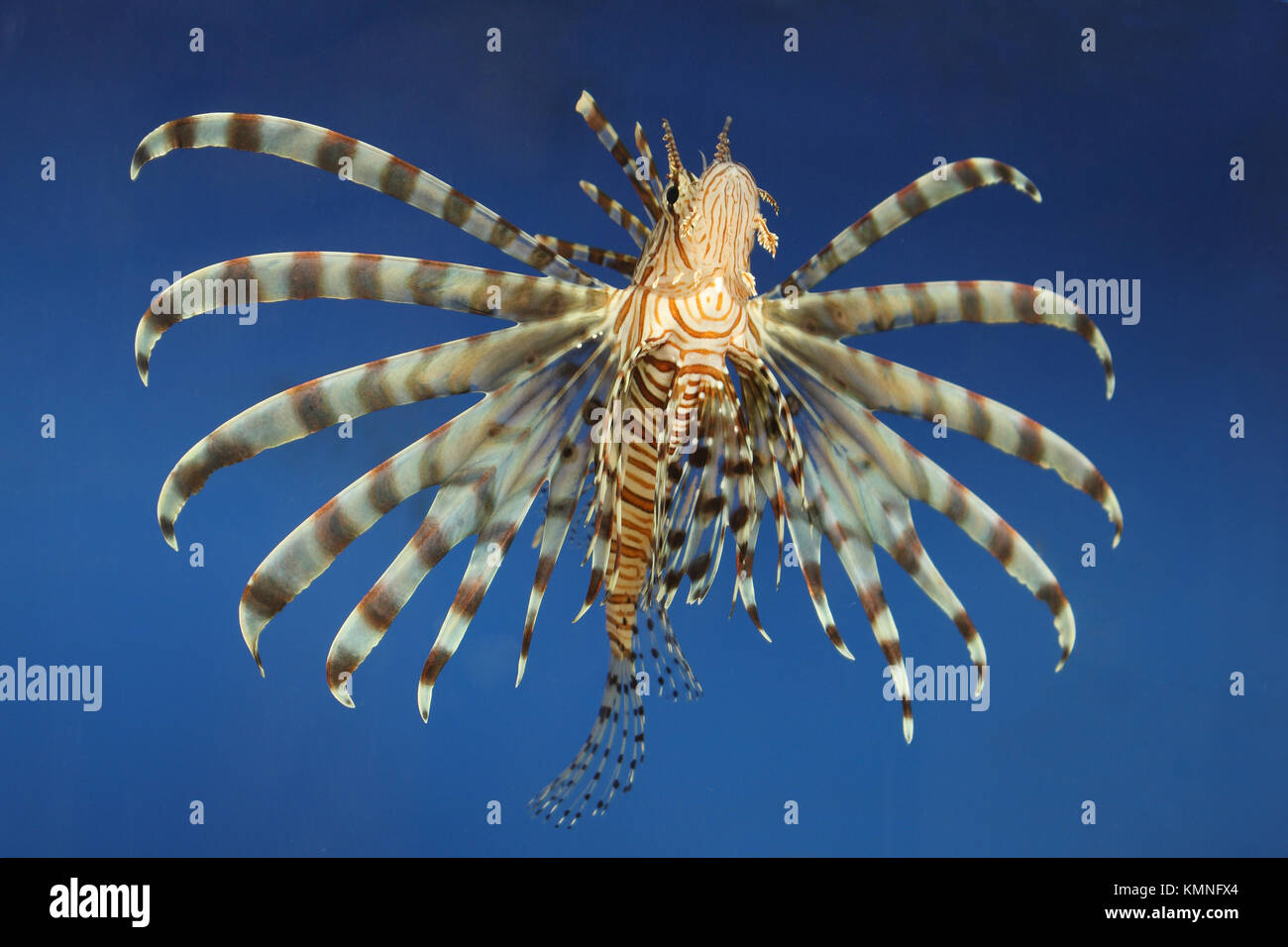 Beautiful tropical small fish in a sea aquarium Stock Photo - Alamy