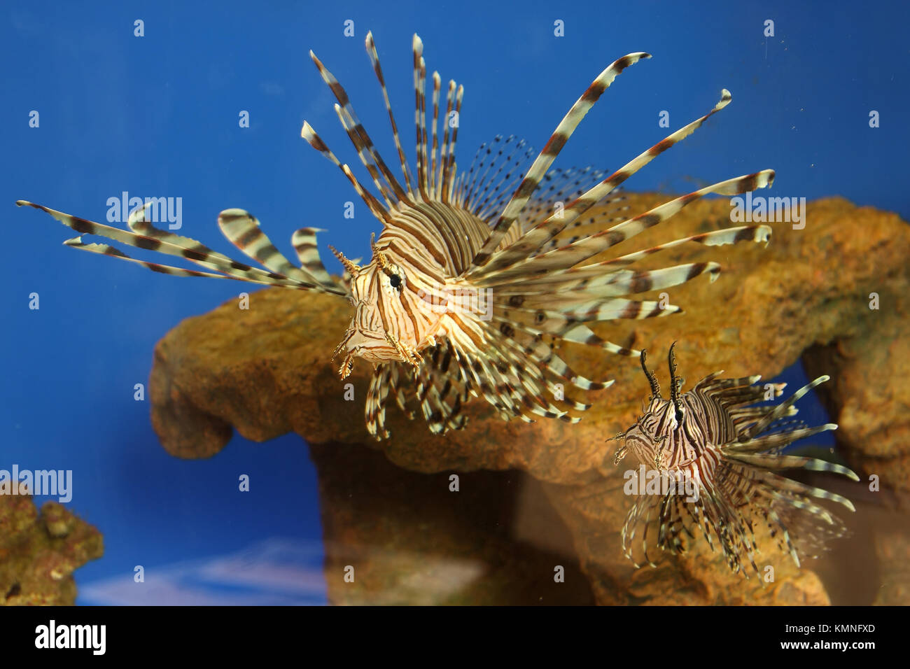 Beautiful tropical small fish in a sea aquarium Stock Photo - Alamy