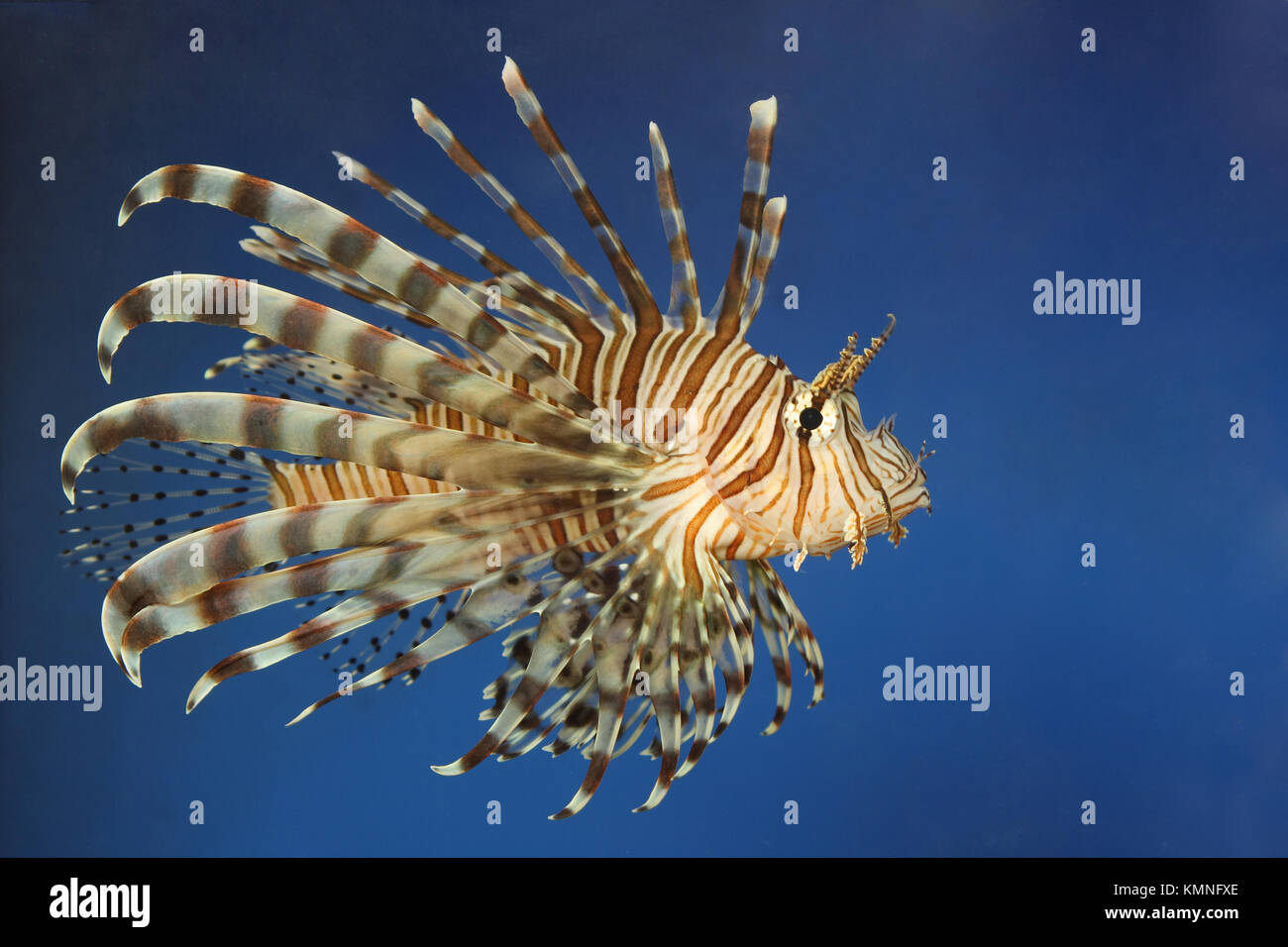 Beautiful tropical small fish in a sea aquarium Stock Photo - Alamy
