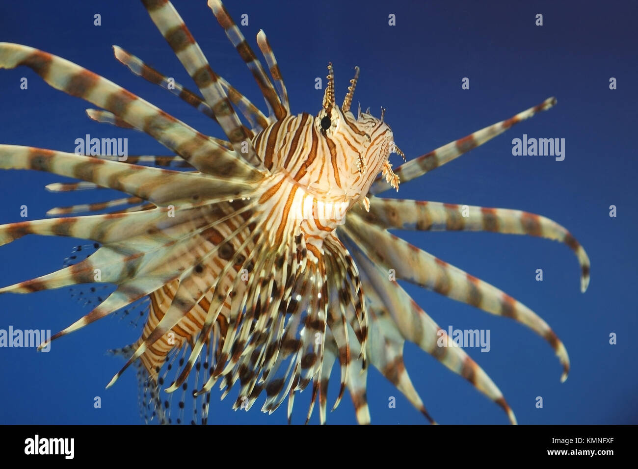 Beautiful tropical small fish in a sea aquarium Stock Photo - Alamy