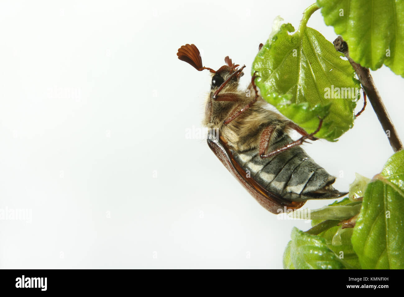 May-bug on a tree branch Stock Photo - Alamy