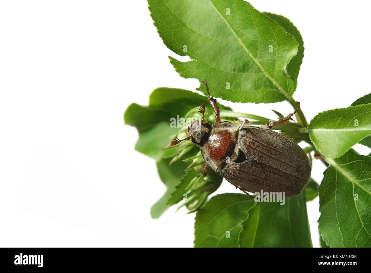 May-bug on a tree branch Stock Photo - Alamy