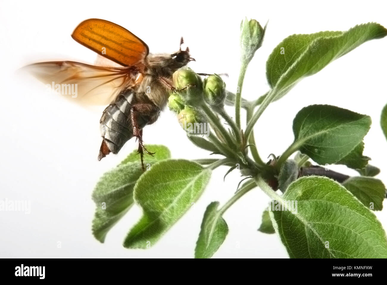 May-bug on a tree branch Stock Photo - Alamy
