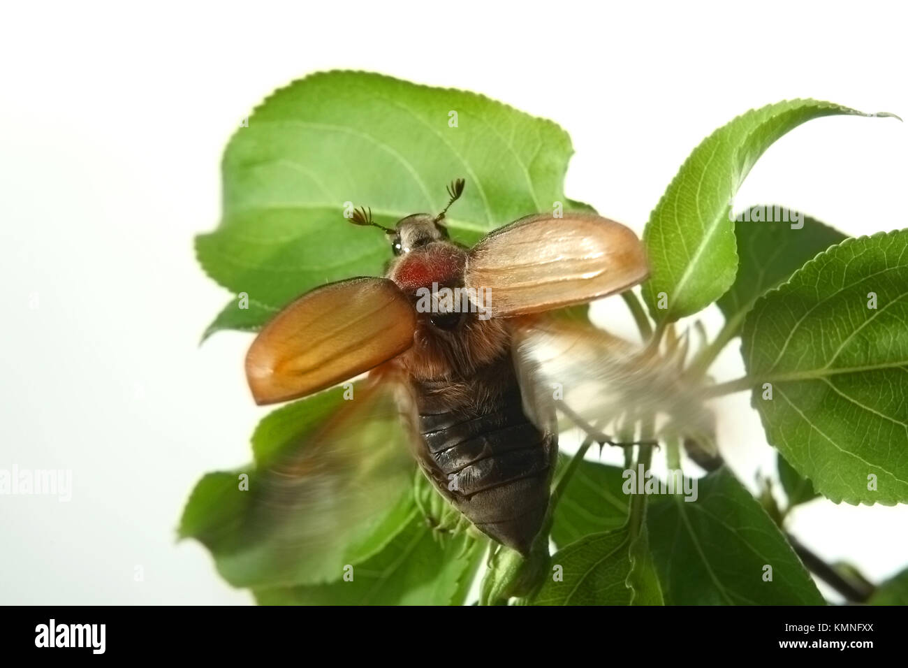 May-bug on a tree branch Stock Photo - Alamy