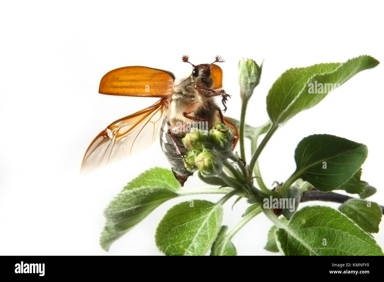 May-bug on a tree branch Stock Photo - Alamy