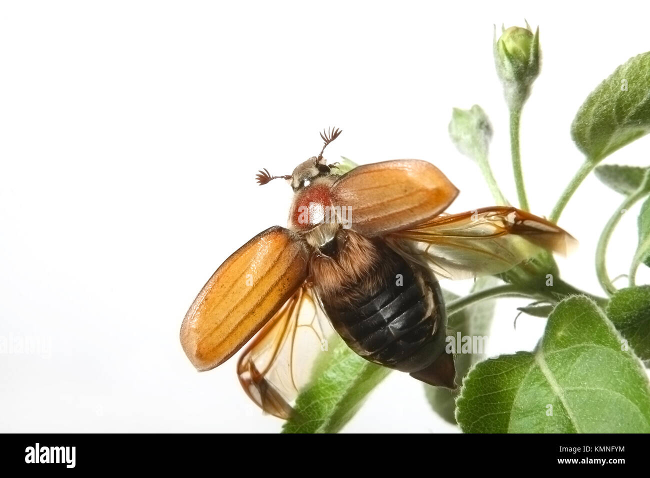 May-bug on a tree branch Stock Photo - Alamy