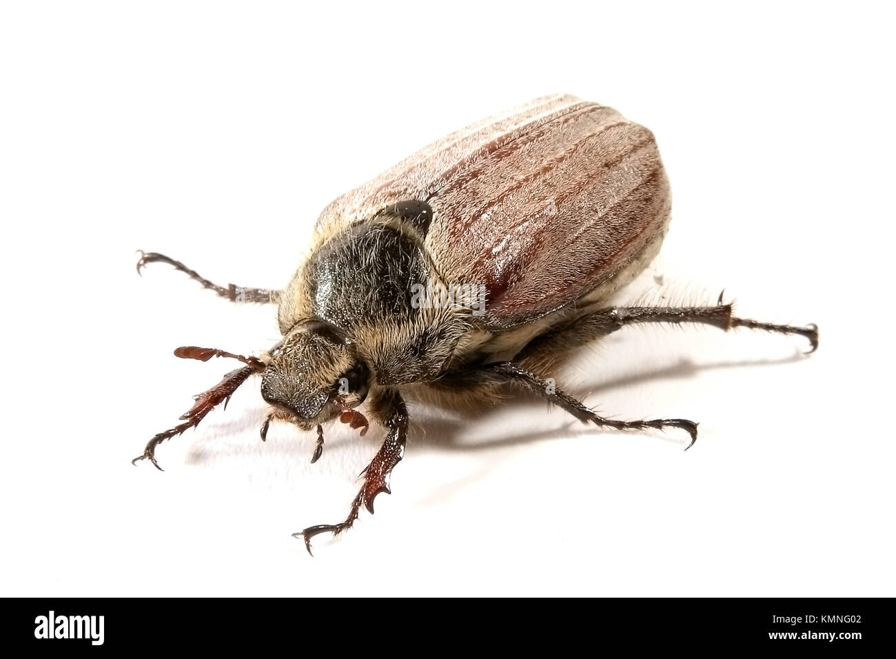 May-bug on a white background Stock Photo - Alamy
