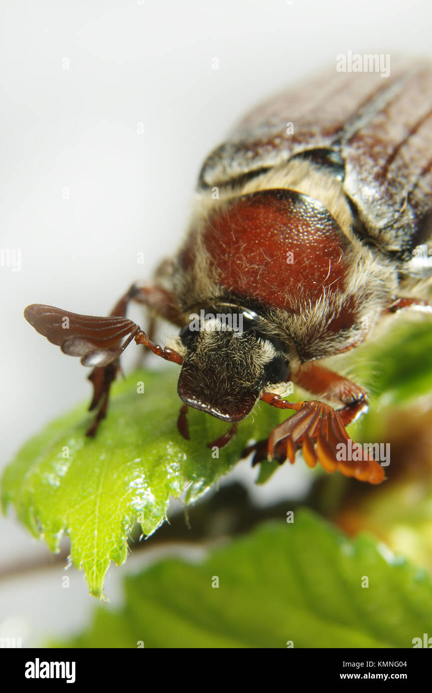 May-bug on a tree branch Stock Photo - Alamy